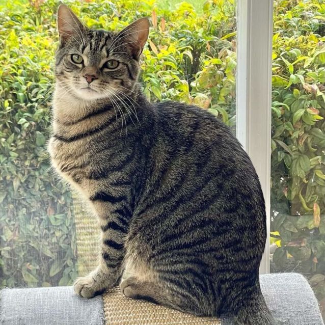 Tigger (Located in Narre Warren North) - Male Domestic Short Hair Cat ...