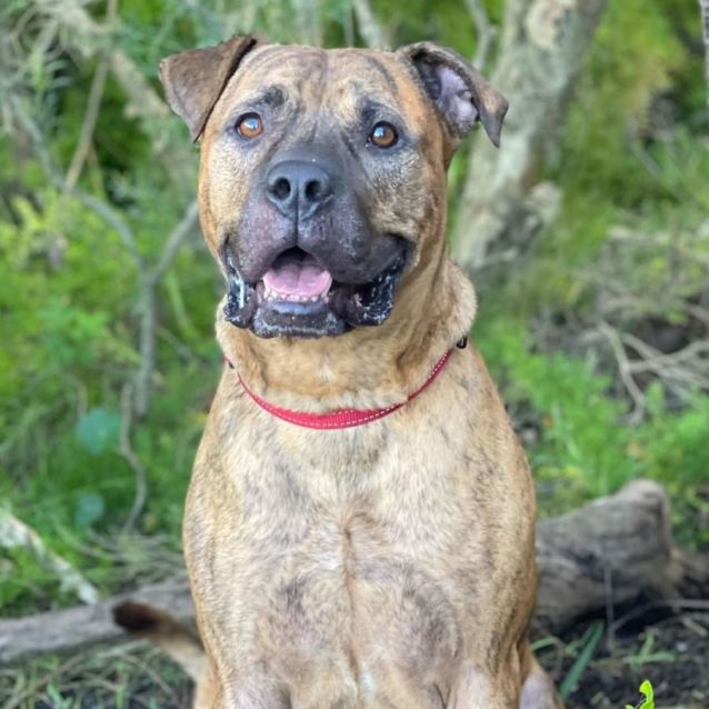 Chops - Large Male Mastiff Mix Dog in NSW - PetRescue