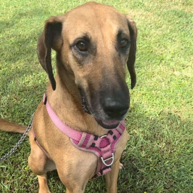 Puppa - Large Female Great Dane Mix Dog in QLD - PetRescue