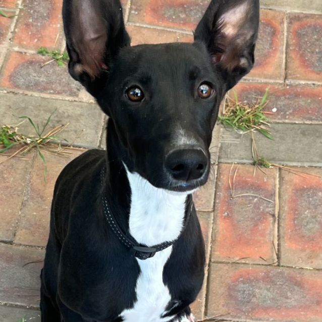 Aiko - Medium Male Whippet Mix Dog in VIC - PetRescue