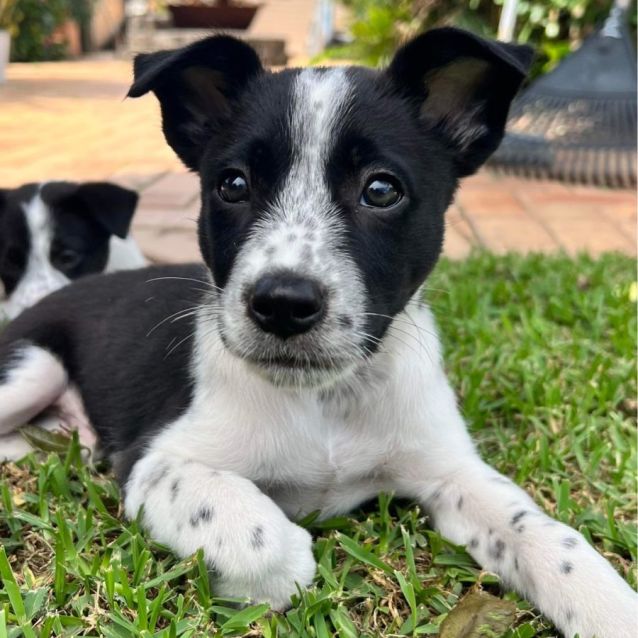 Benji - Medium Male Border Collie x Cattle Dog Mix Dog in NSW - PetRescue