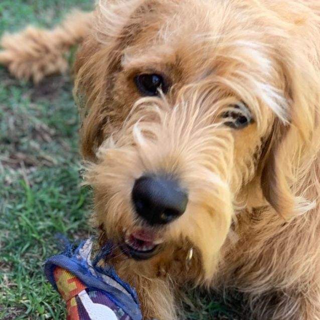 Red ️🐶 ️ - Assisted Rehome - Large Male Labradoodle x Irish Wolfhound ...