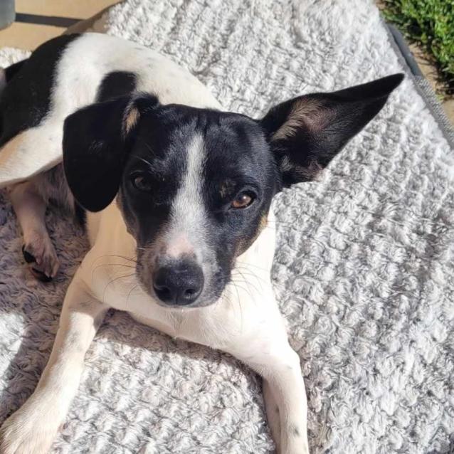 Teddy - Small Male Fox Terrier (Smooth) Mix Dog in NSW - PetRescue
