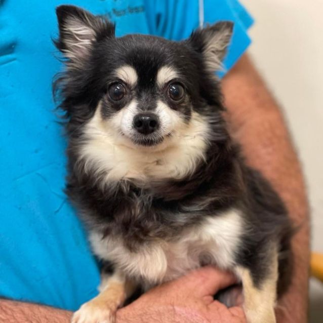 Chacha - Small Female Chihuahua Dog in QLD - PetRescue