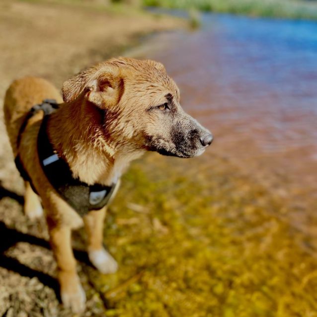 Ginny - Medium Female Mastiff Mix Dog in VIC - PetRescue