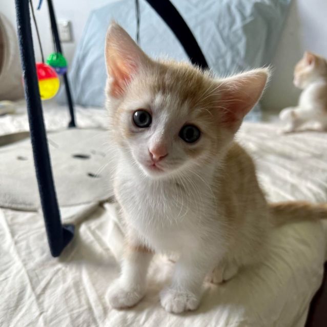 Sierra - Female Domestic Short Hair Mix Cat in QLD - PetRescue