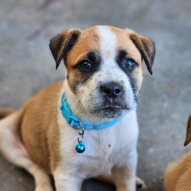 Scud - Medium Male Red Heeler x Jack Russell Terrier Mix Dog in VIC ...