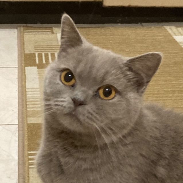 Cookie - Female Scottish Shorthair Cat in VIC - PetRescue