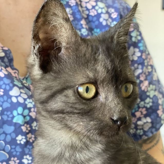 Wasabi - Male Domestic Short Hair Cat in NSW - PetRescue