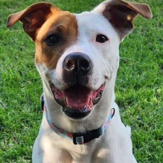 Gregory Goyle - Medium Male Staffy x Jack Russell Terrier Mix Dog in ...