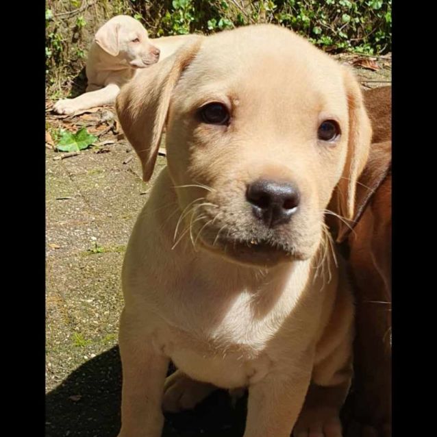 Puff - Large Male Labrador x Mastiff Dog in VIC - PetRescue