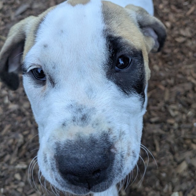 Kazon - Large Male Mixed breed Dog in NSW - PetRescue