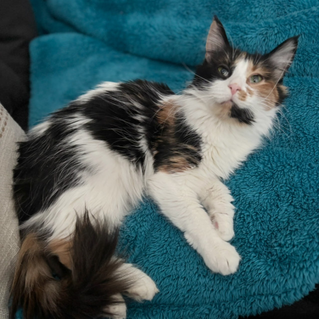 Sloane - Female Domestic Long Hair (DLH) Cat in VIC - PetRescue