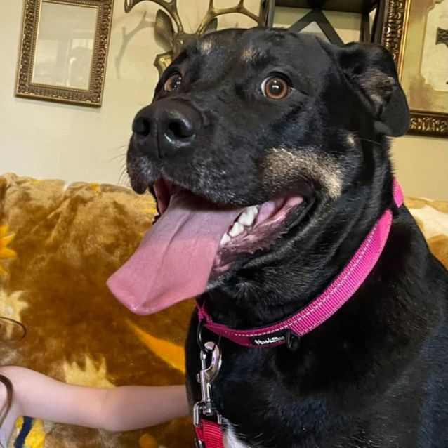 Winnie - Large Female Labrador Mix Dog in SA - PetRescue