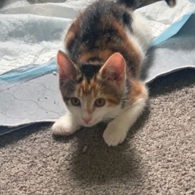 Daizee 🌼 - Female Domestic Short Hair Cat in VIC - PetRescue