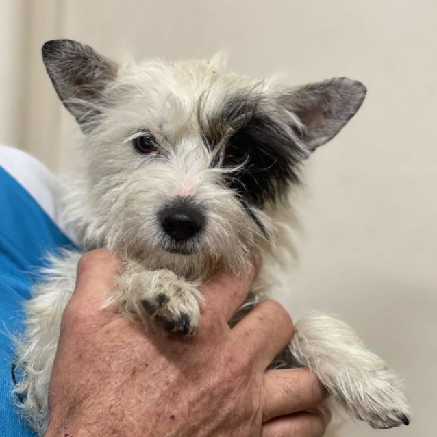 Molly - Small Female Terrier Mix Dog in QLD - PetRescue