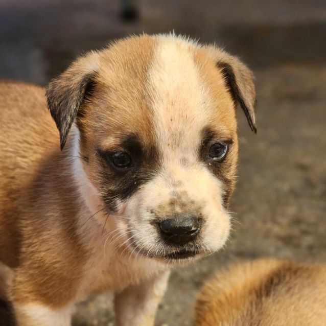 Scud - Medium Male Red Heeler x Jack Russell Terrier Mix Dog in VIC ...