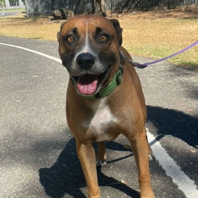 Alberto - Medium Male Boxer x Staffy Mix Dog in VIC - PetRescue