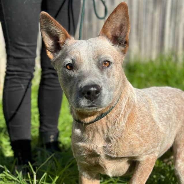Parsnip - Medium Female Red Heeler Mix Dog in VIC - PetRescue