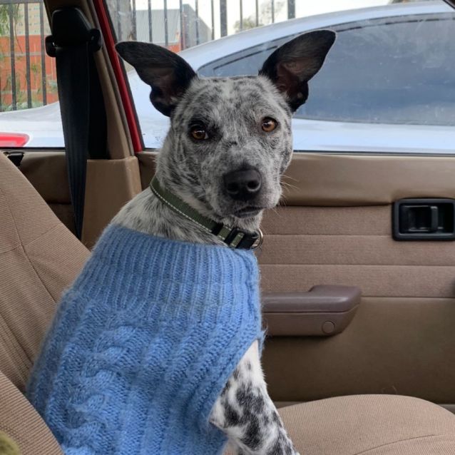 Dottie 🌼 - Small Female Australian Stumpy Tail Cattle Dog Mix Dog in ...