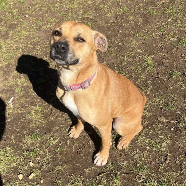 Narla - Medium Female Staffordshire Bull Terrier Mix Dog in VIC - PetRescue