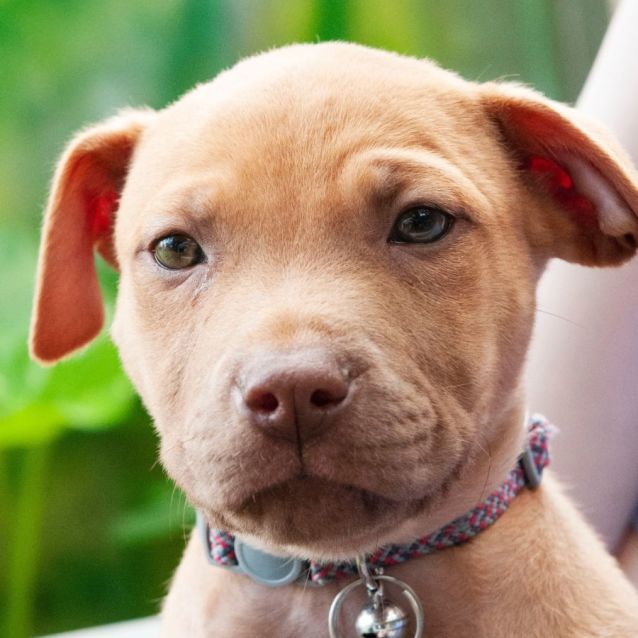 Littlefoot - Medium Male American Staffordshire Terrier Mix Dog in VIC ...