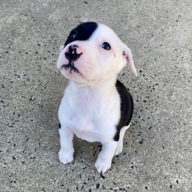 D854 Pippa - Large Female Bull Arab Mix Dog in NSW - PetRescue