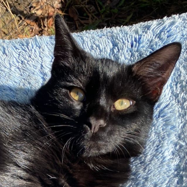 Jet - Located in Pakenham - Male Domestic Short Hair Cat in VIC - PetRescue