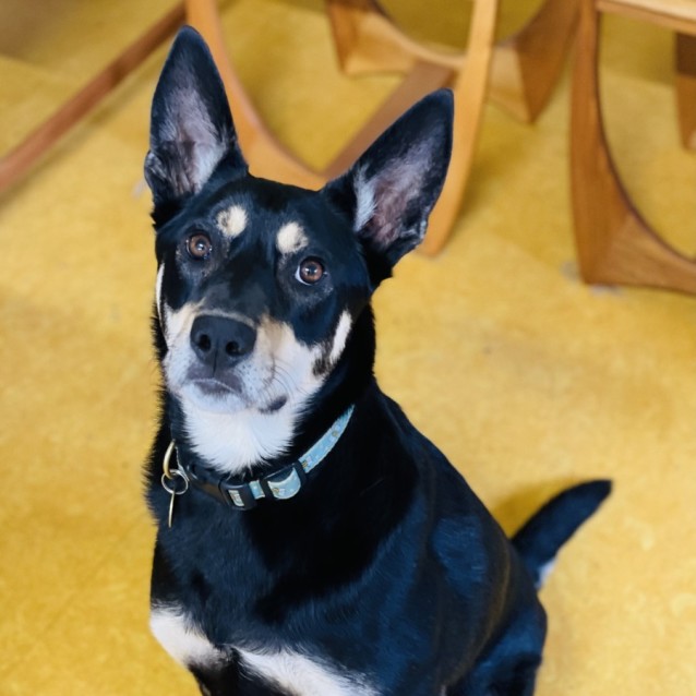 Ayumi - Medium Male Border Collie x Australian Kelpie Mix Dog in VIC - PetRescue