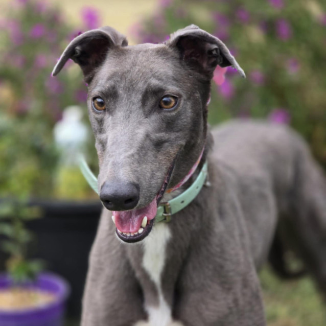 Sky - Large Female Greyhound Dog in VIC - PetRescue