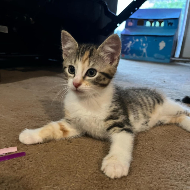 Tuli - Female Domestic Short Hair (DSH) Cat in VIC - PetRescue