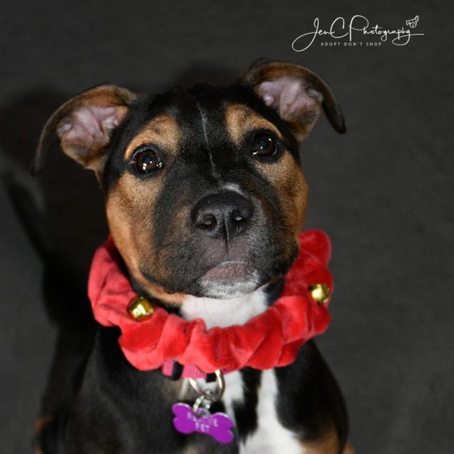 Sienna - Medium Female Kelpie Mix Dog in NSW - PetRescue