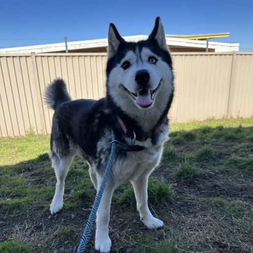 Ballarat Animal Shelter - PetRescue