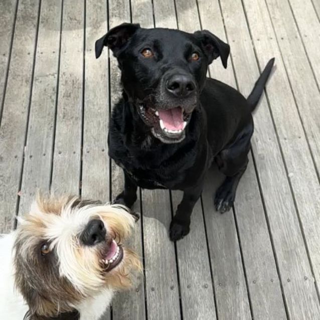 Bruce - Medium Male Labrador Mix Dog in VIC - PetRescue