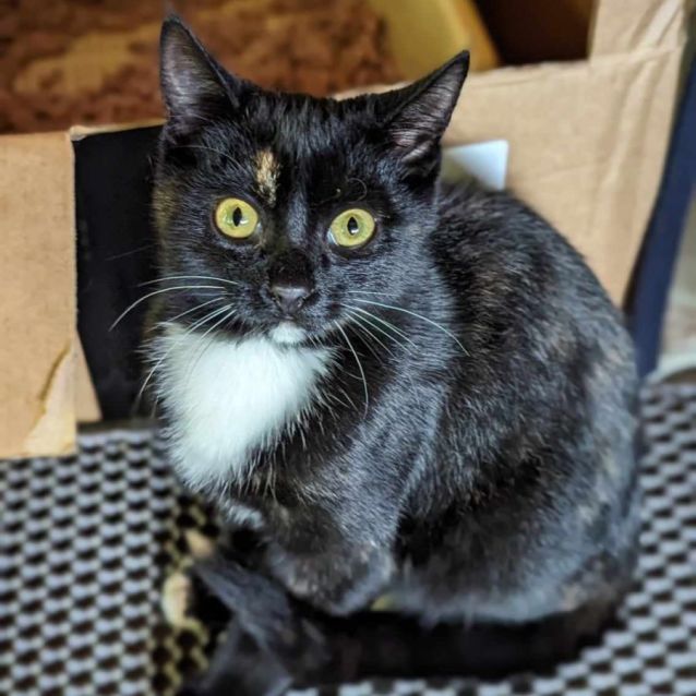 Oren **2nd Chance Cat Rescue** - Female Domestic Short Hair Cat in VIC ...