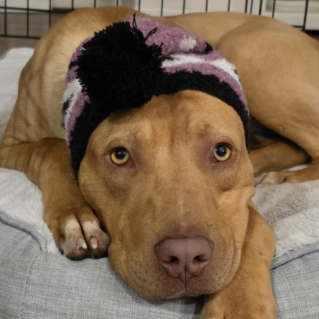 Mome Rath - Large Male Staffordshire Bull Terrier Mix Dog in VIC ...