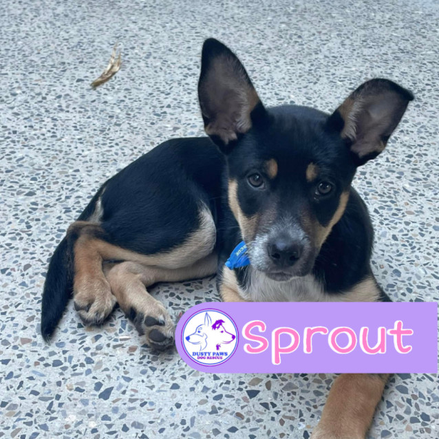 Sprout - Medium Female Australian Kelpie Mix Dog in SA - PetRescue