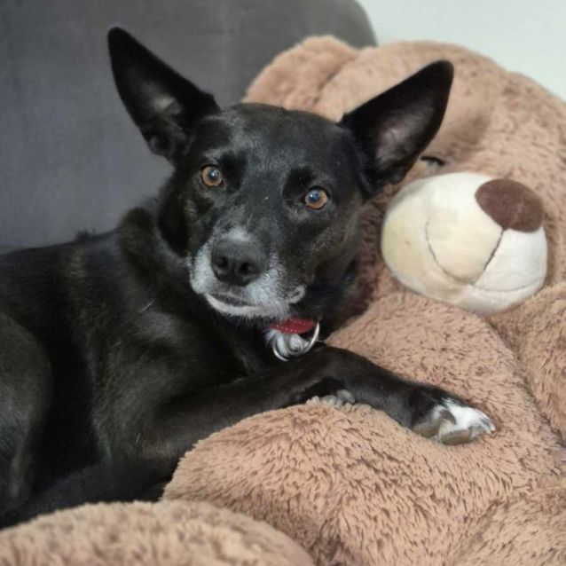 Dalisay - Medium Female Kelpie Mix Dog in VIC - PetRescue