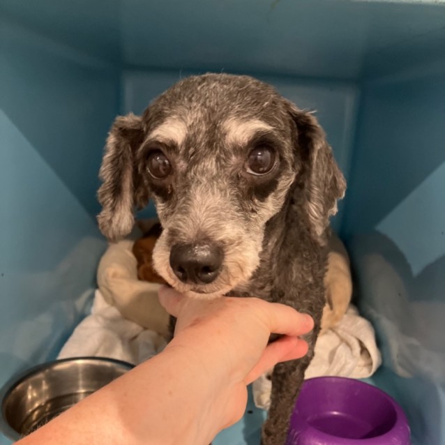 Megan - Small Female Poodle Dog in QLD - PetRescue