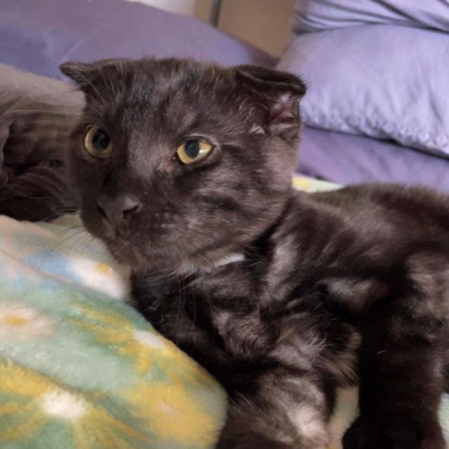 Ember - Male Scottish Fold x Russian Blue Mix Cat in VIC - PetRescue