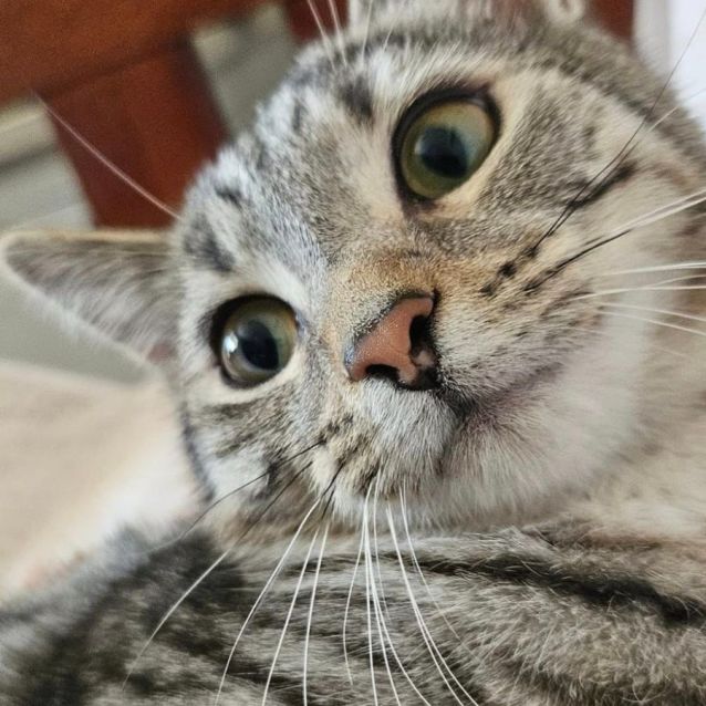 Torvi - Female Domestic Short Hair Cat in NSW - PetRescue