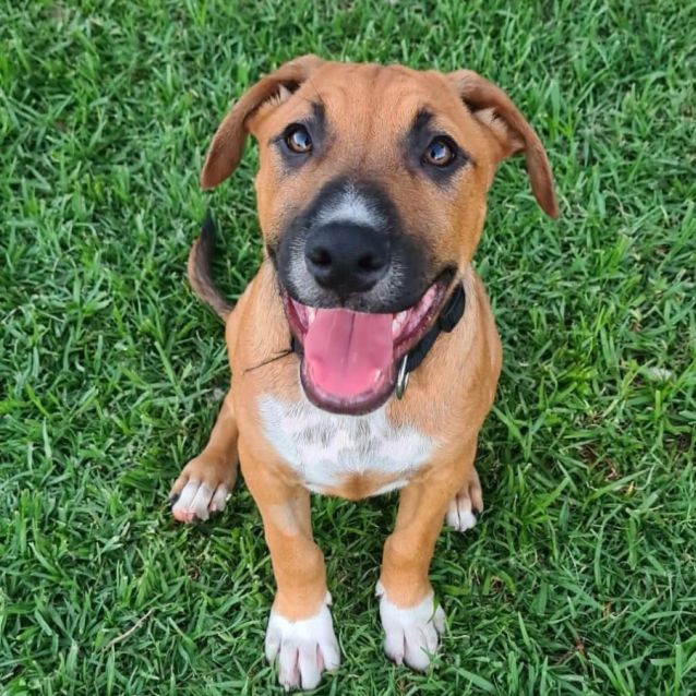 Francis - Large Male Mastiff Mix Dog in QLD - PetRescue