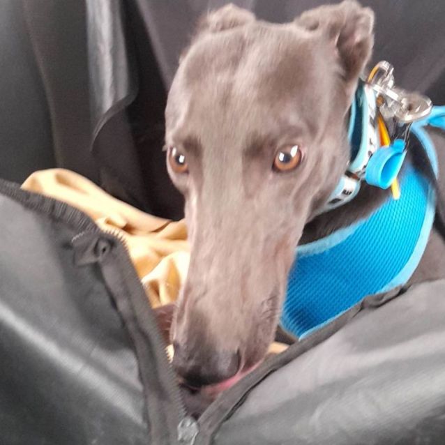 Bluey - Large Female Greyhound Dog in QLD - PetRescue