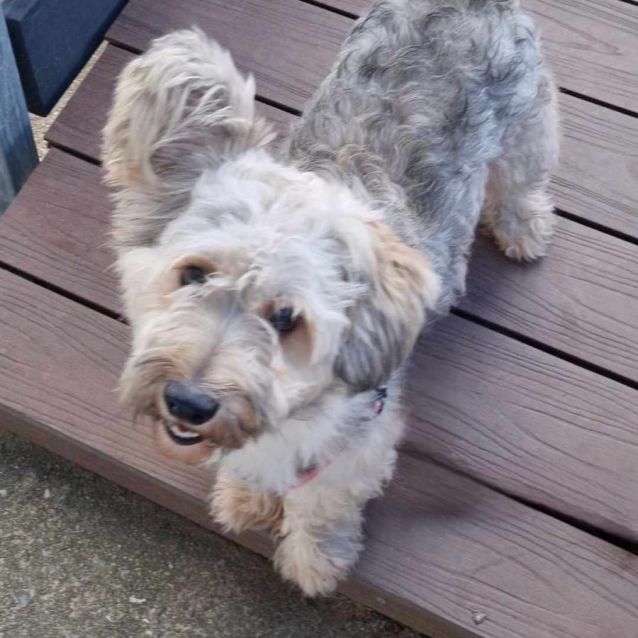 Pooka - Small Male Chinese Crested Dog in QLD - PetRescue