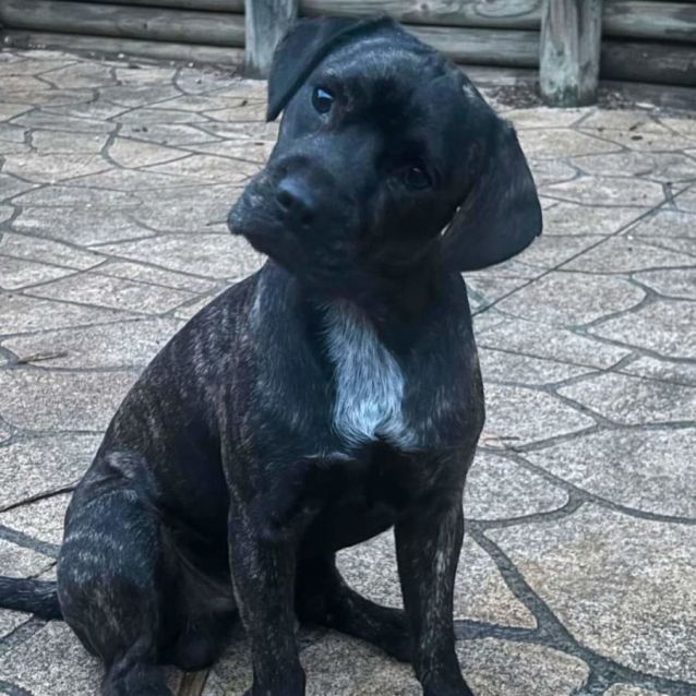 Ed - Small Male Boxer x Staffy x Beagle Mix Dog in NSW - PetRescue