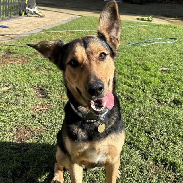 Strawbs - Medium Female Kelpie x German Shepherd Mix Dog in VIC - PetRescue