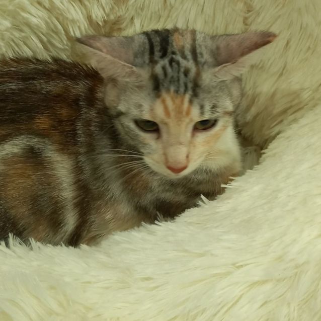 Frappe - Female Domestic Short Hair Cat in VIC - PetRescue