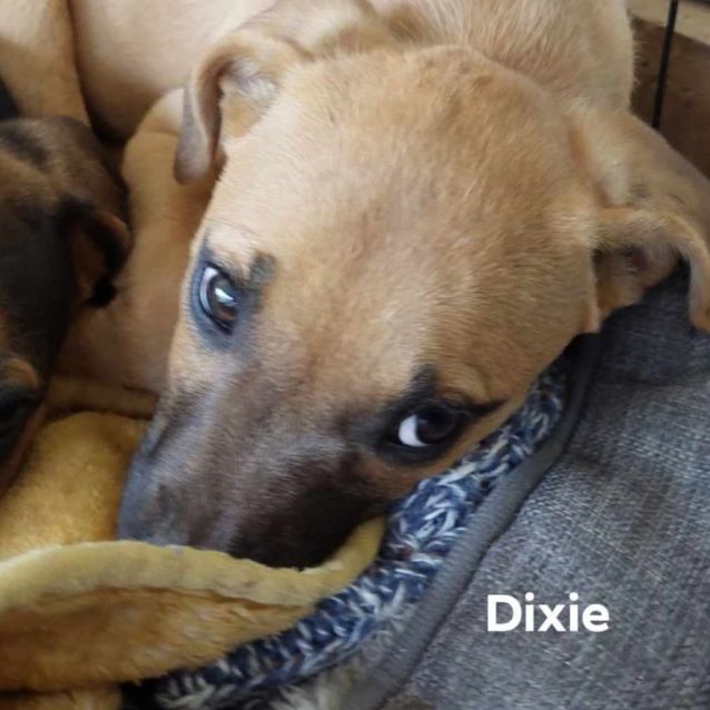 Dixie - Medium Female Mixed Breed Dog in VIC - PetRescue