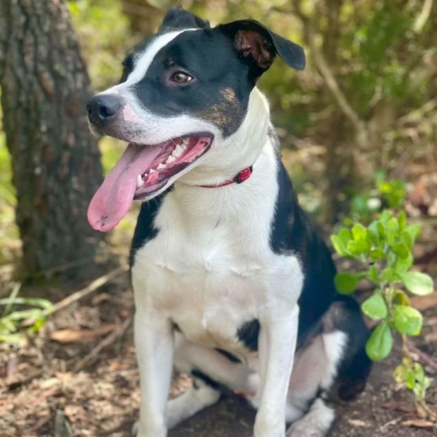 Clancy - Medium Male Border Collie Mix Dog in NSW - PetRescue