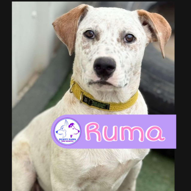 Ruma - Medium Female Australian Cattle Dog Mix Dog in SA - PetRescue